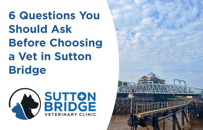 6 Questions to Ask Before Choosing a Vet in Sutton Bridge