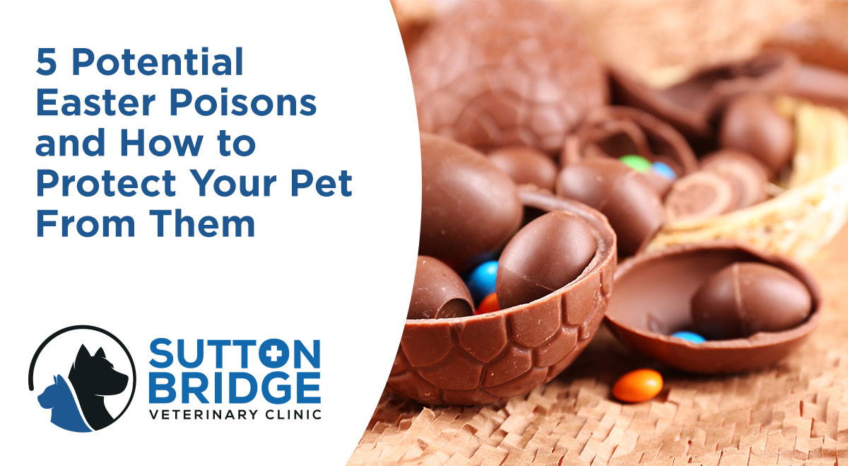 5 Potential Easter Poisons and How to Protect Your Pet From Them