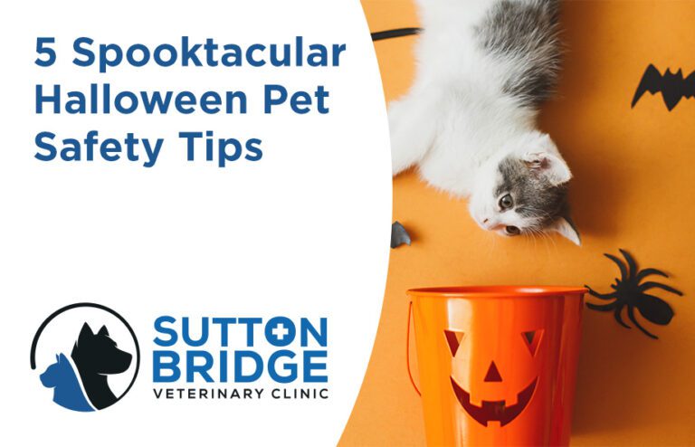 5 Spooktacular Halloween Pet Safety Tips | Sutton Bridge Vets