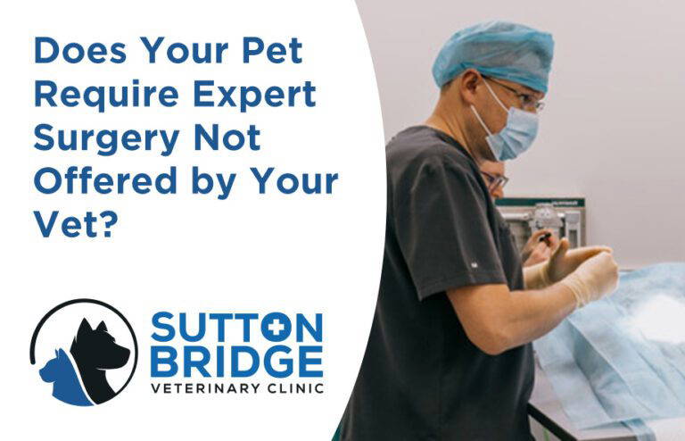 Local Independent Vet | A Great Choice! | Sutton Bridge Vets