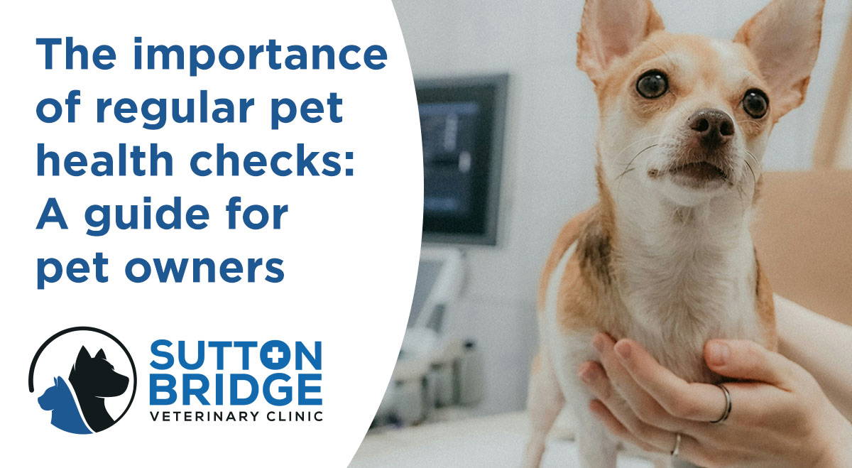 The importance of regular pet health checks: A guide for pet owner ...