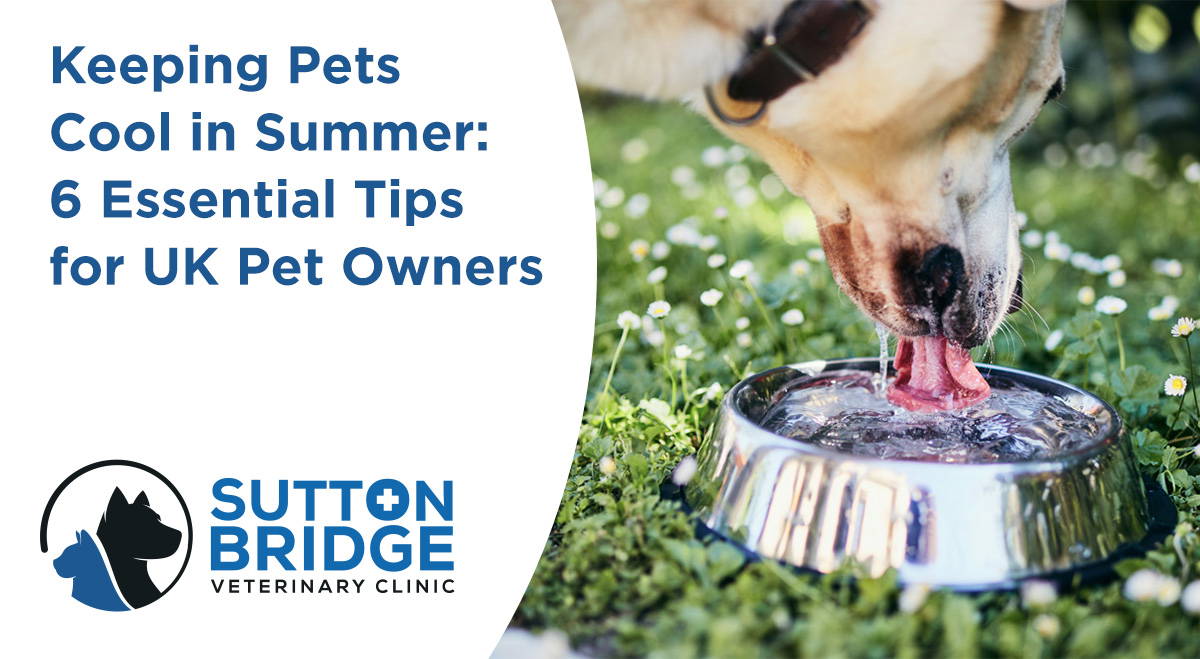 Keeping Pets Cool in Summer: 6 Essential Tips for UK Pet Owners