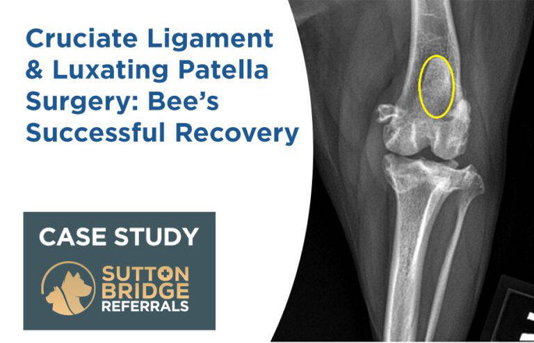 Cruciate Ligament & Luxating Patella Surgery: Bee's Successful Recovery