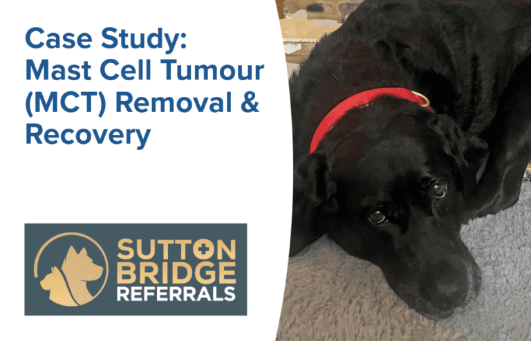Case Study: (MCT) Mast Cell Tumour Removal & Recovery