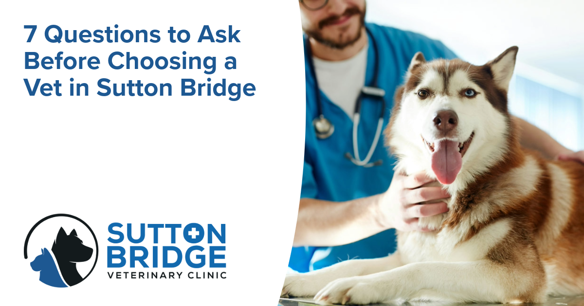 7 Questions to Ask Before Choosing a Vet in Sutton Bridge