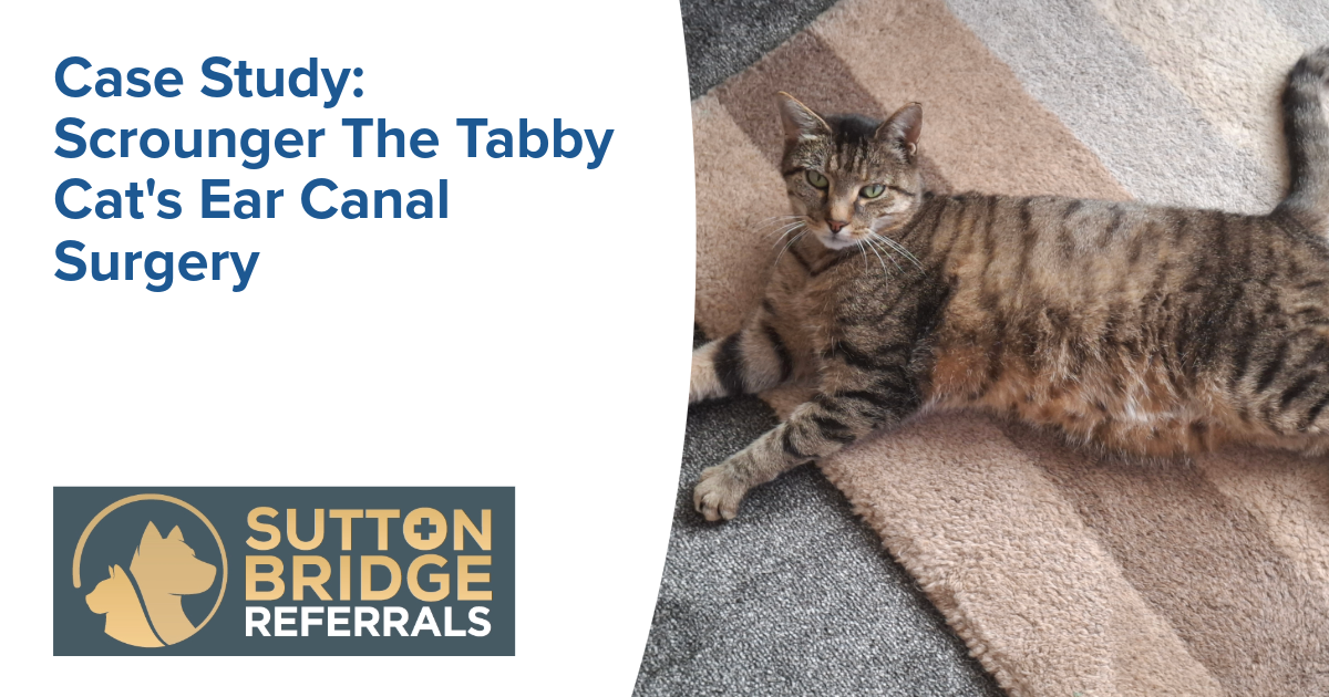 Case Study: Scrounger the Cat Ear Surgery (TECA/BO)
